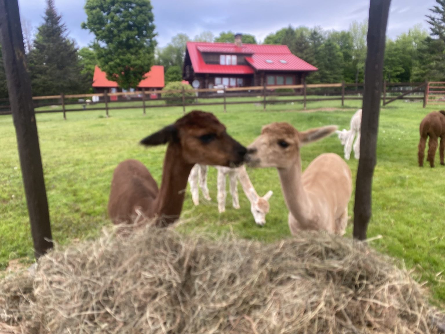 Our Story | Alpaca Farm in Lancaster, NH | Bella Vita Ranch
