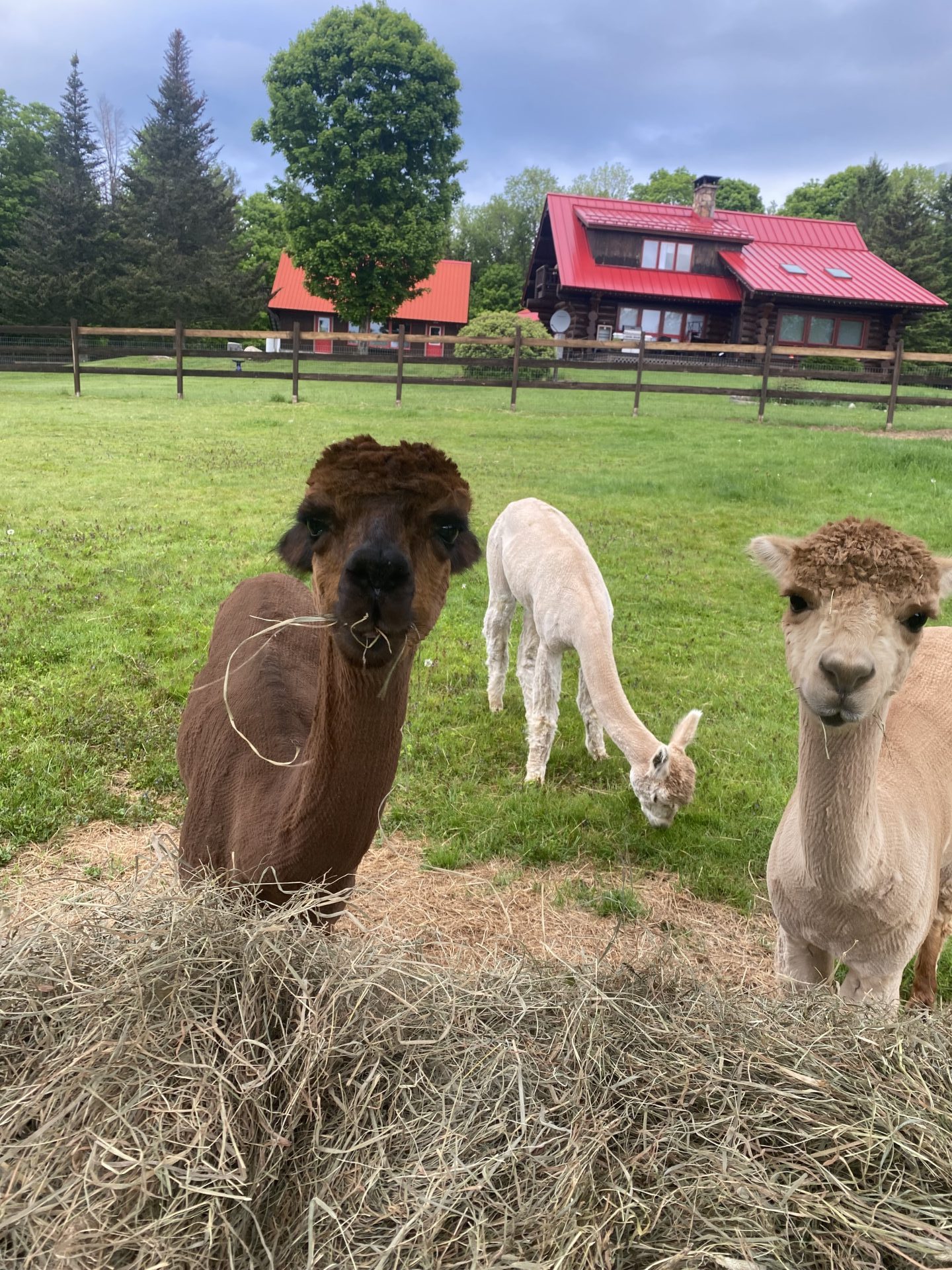 Alpaca Yarn & Fiber Gifts | Bella Vita Ranch | Lancaster, NH